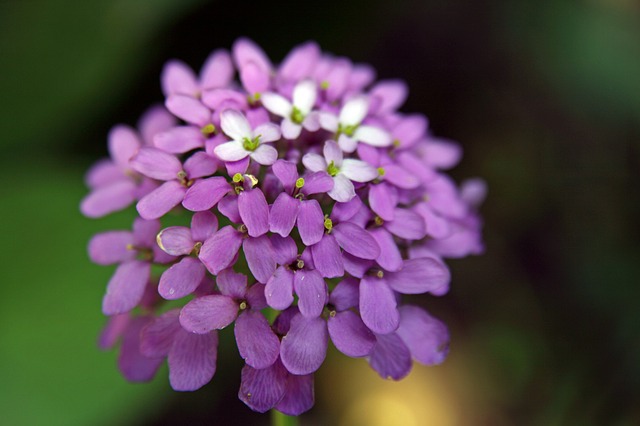 Purple Flowers | Choosing The Right Flowers For Your Garden