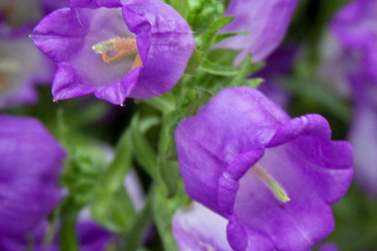 Purple Flowers | Choosing The Right Flowers For Your Garden