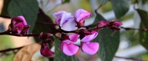 Hyacinth Bean Vine: A Guide on How to Grow and Harvest Hyacinth Bean Vine