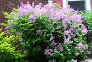 Miss Kim Lilac: Planting and Caring Miss Kim Lilac